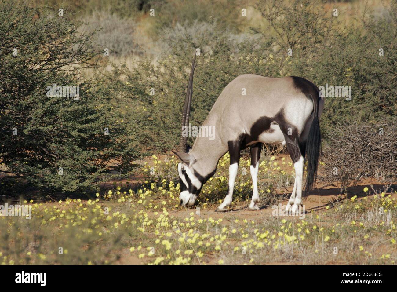 Gemsbucks hi-res stock photography and images - Alamy