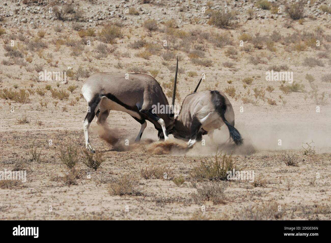 Fighting gemsbok hi-res stock photography and images - Alamy