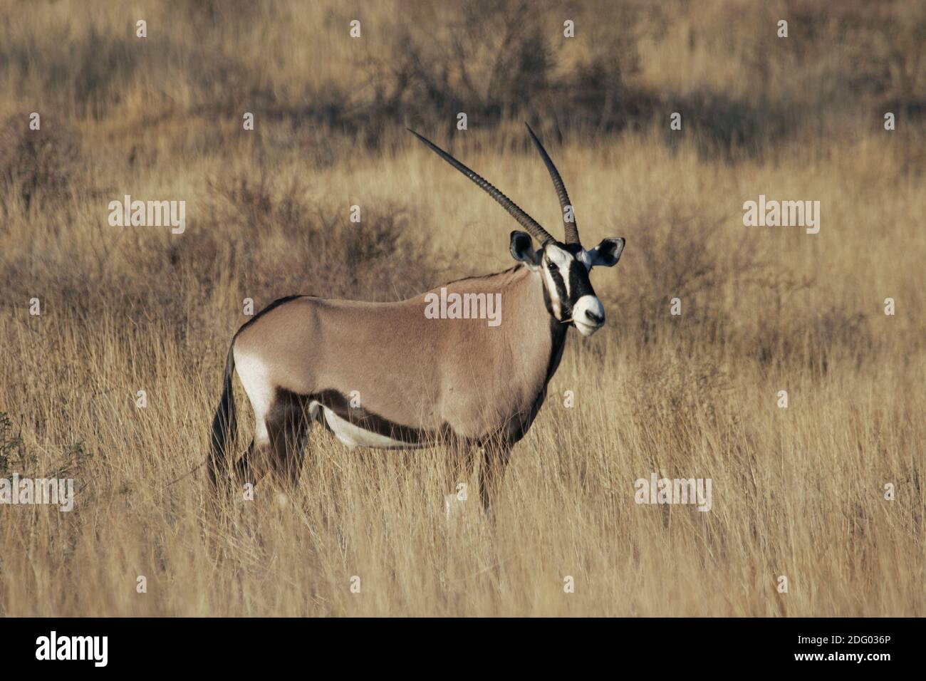 Gemsbocks hi-res stock photography and images - Alamy