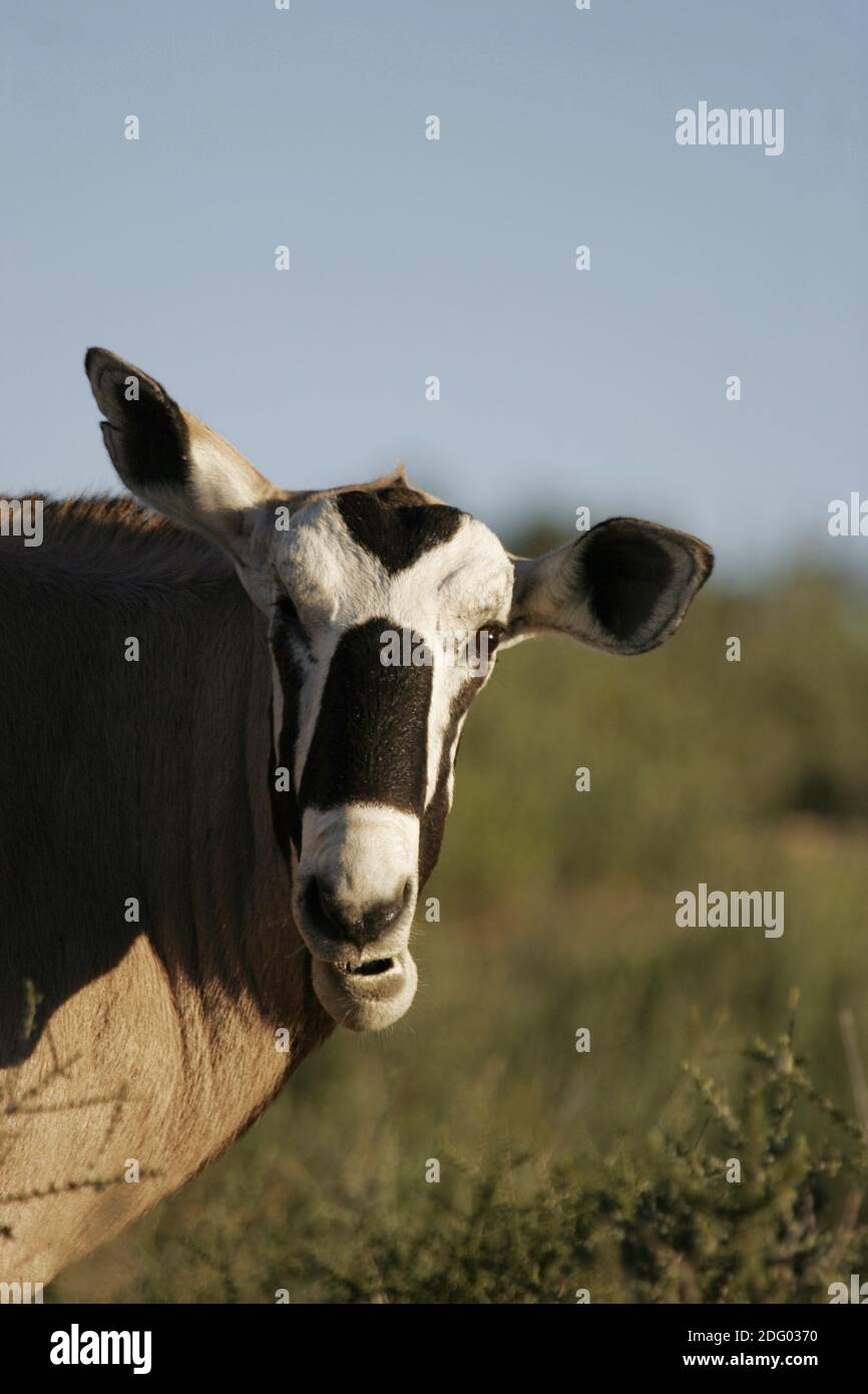 Gemsbocks hi-res stock photography and images - Alamy