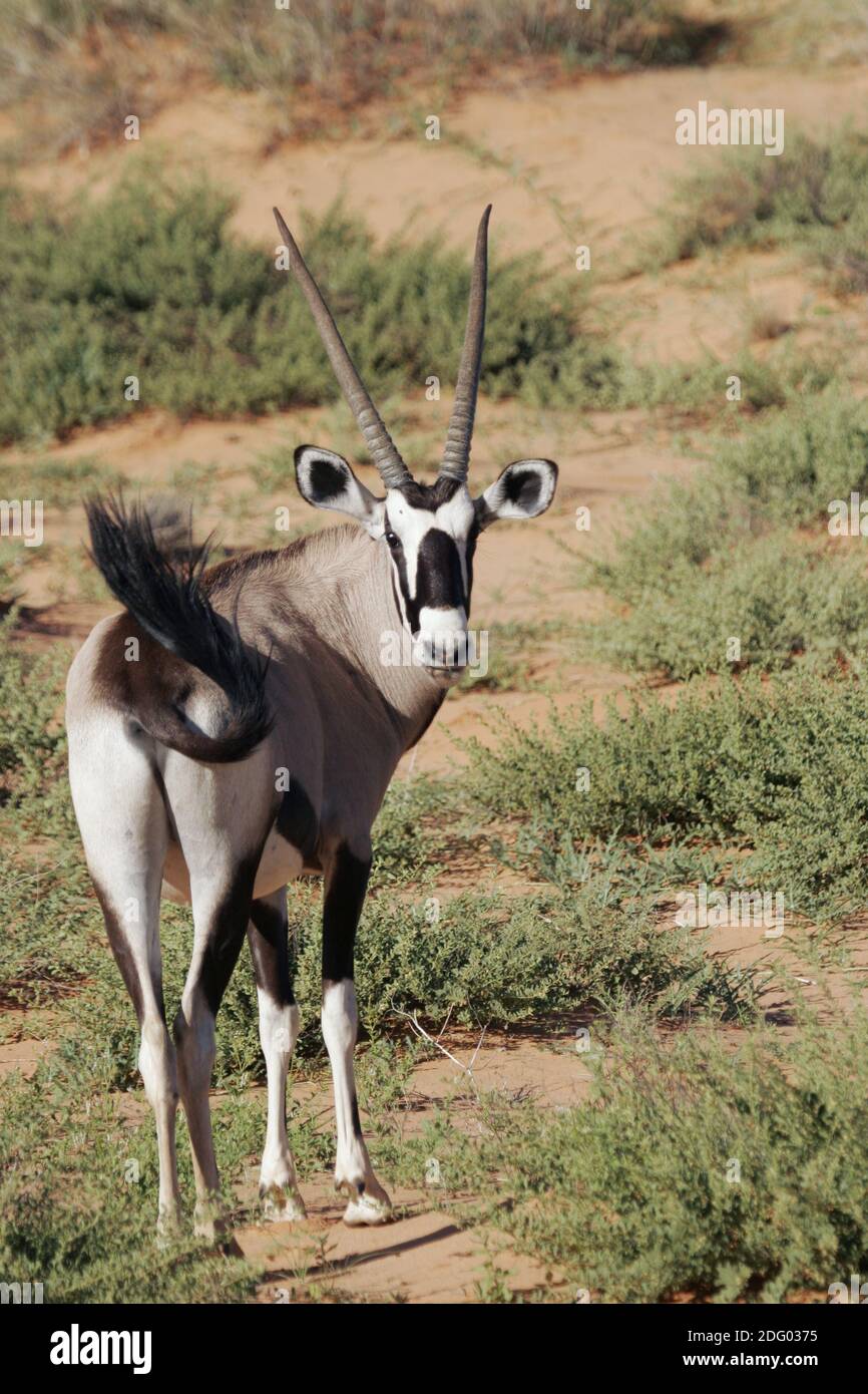 Gemsbocks hi-res stock photography and images - Alamy