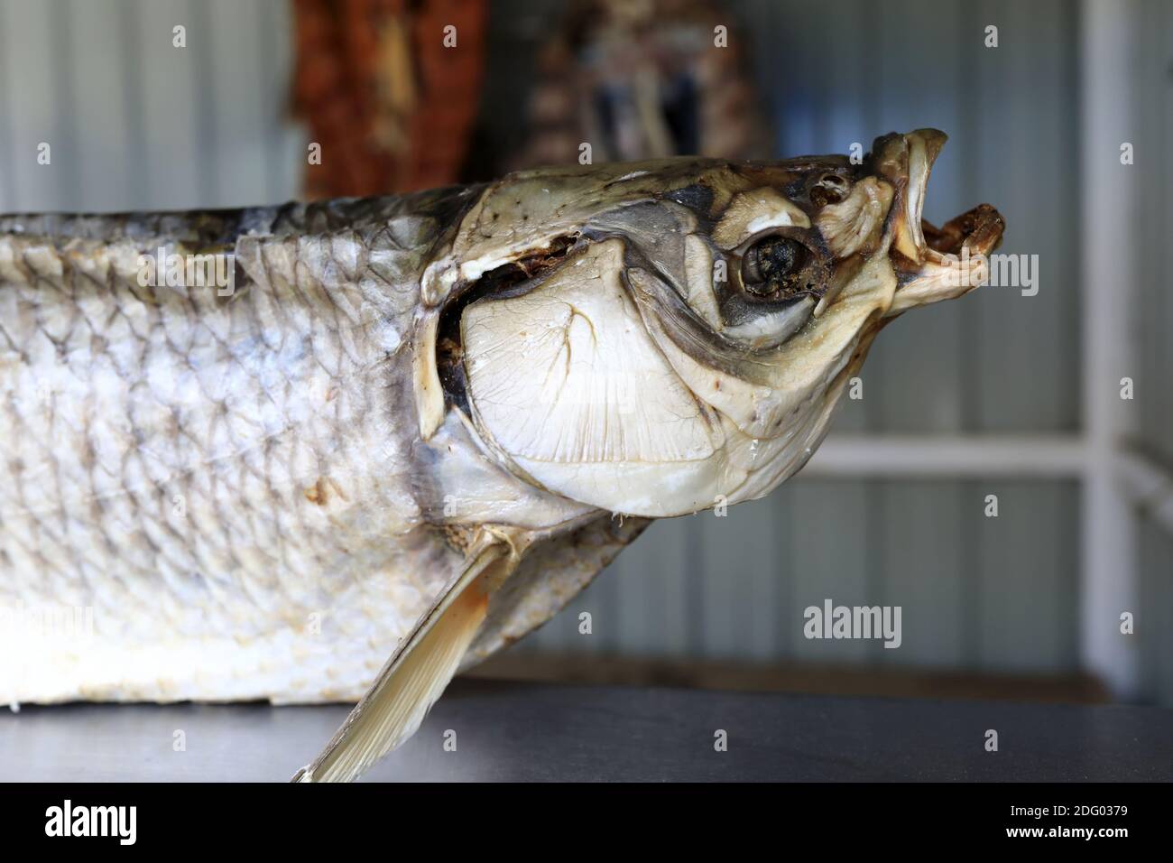 Asp (fish) hi-res stock photography and images - Alamy