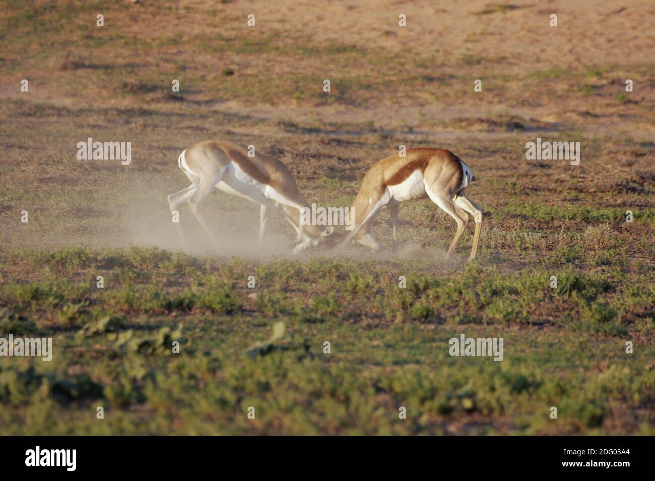 Springbok fighting hi-res stock photography and images - Alamy