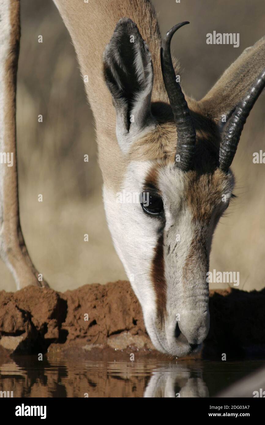 South african springbok antidorcas hi-res stock photography and images ...