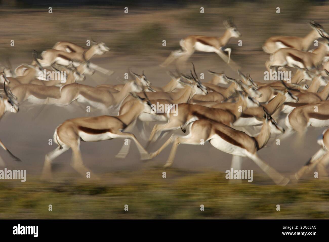 Springbok running hi-res stock photography and images - Alamy
