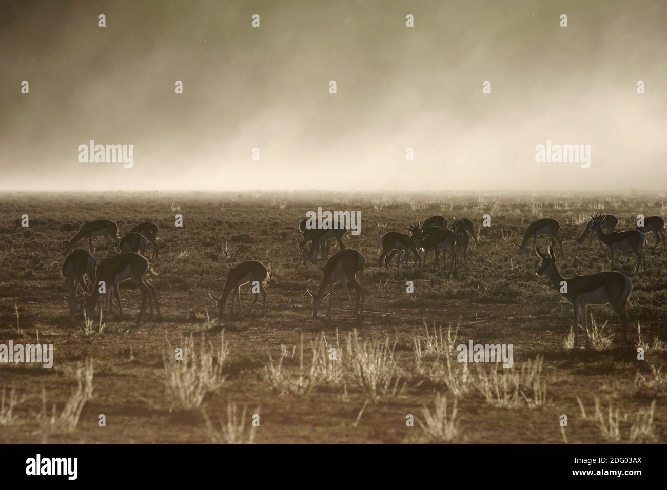 Springbok colours hi-res stock photography and images - Alamy