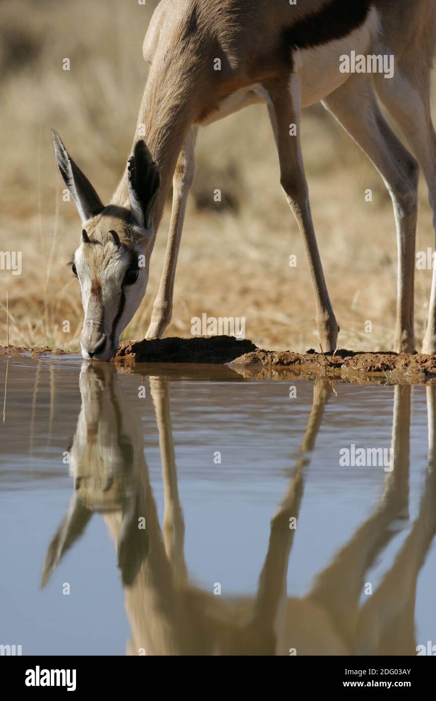 Springbok animal hi-res stock photography and images - Alamy