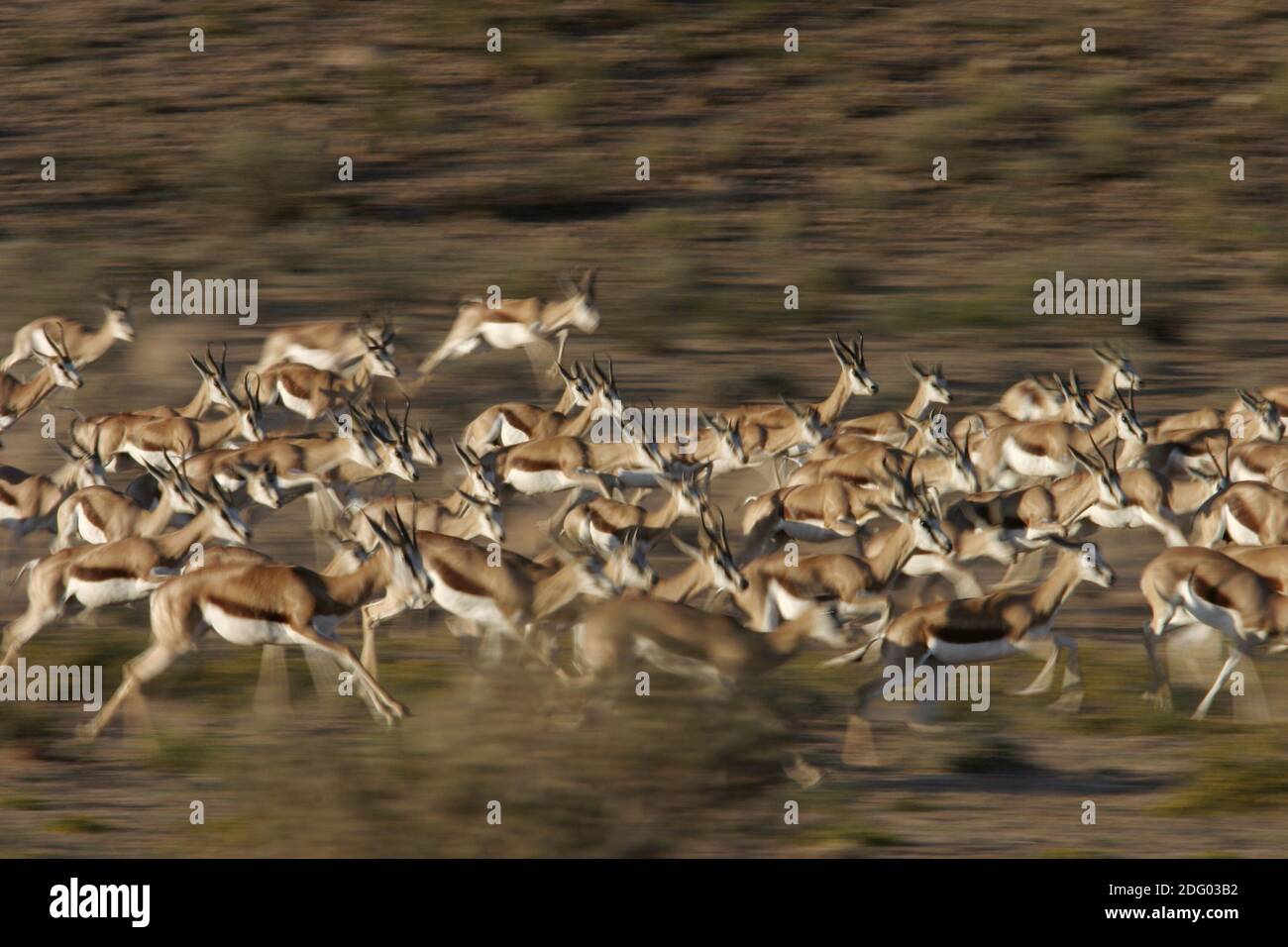 Springbok running hi-res stock photography and images - Alamy