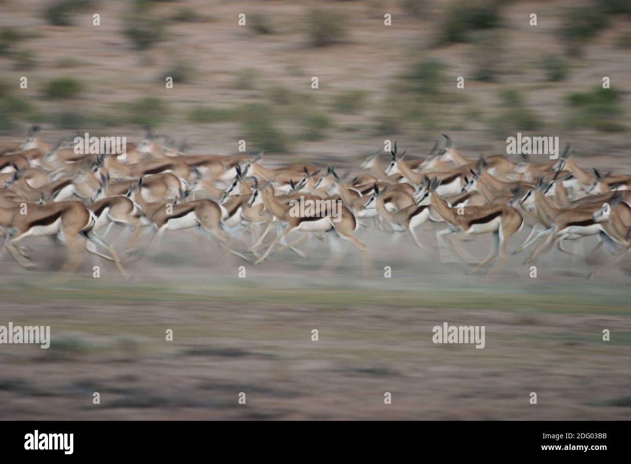 Running springbok hi-res stock photography and images - Alamy