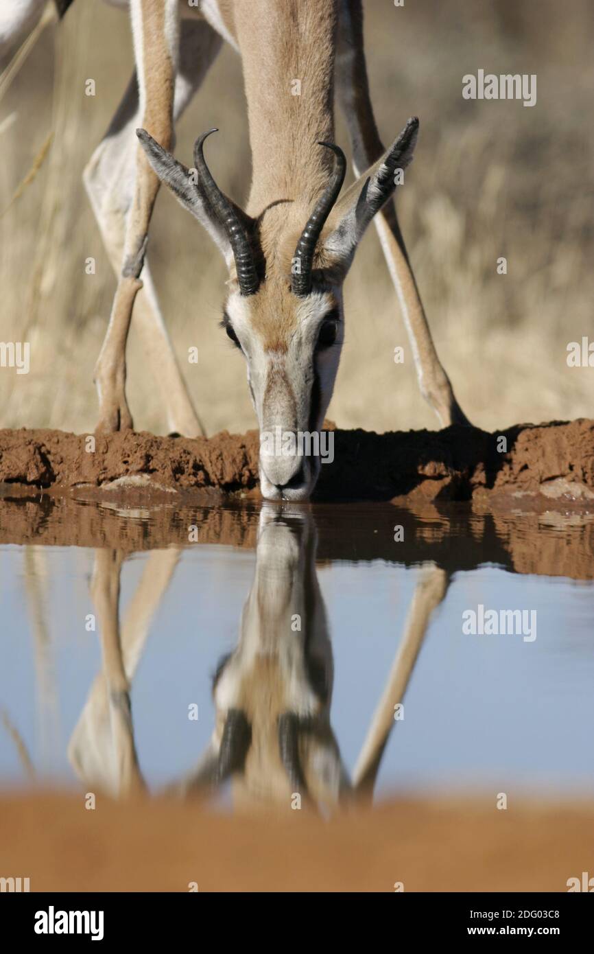 African springbok hi-res stock photography and images - Alamy