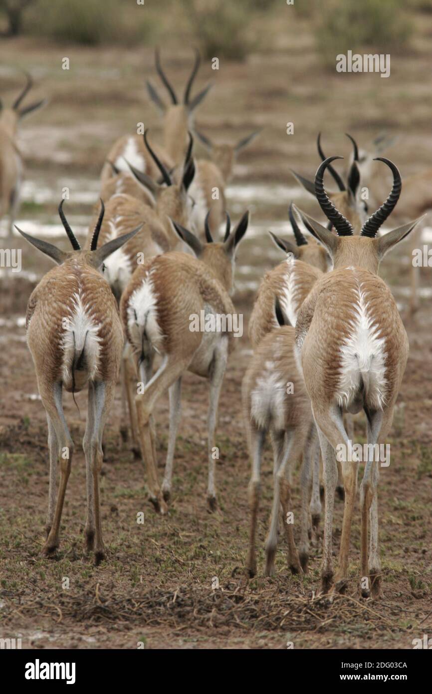 Pluvious hi-res stock photography and images - Alamy