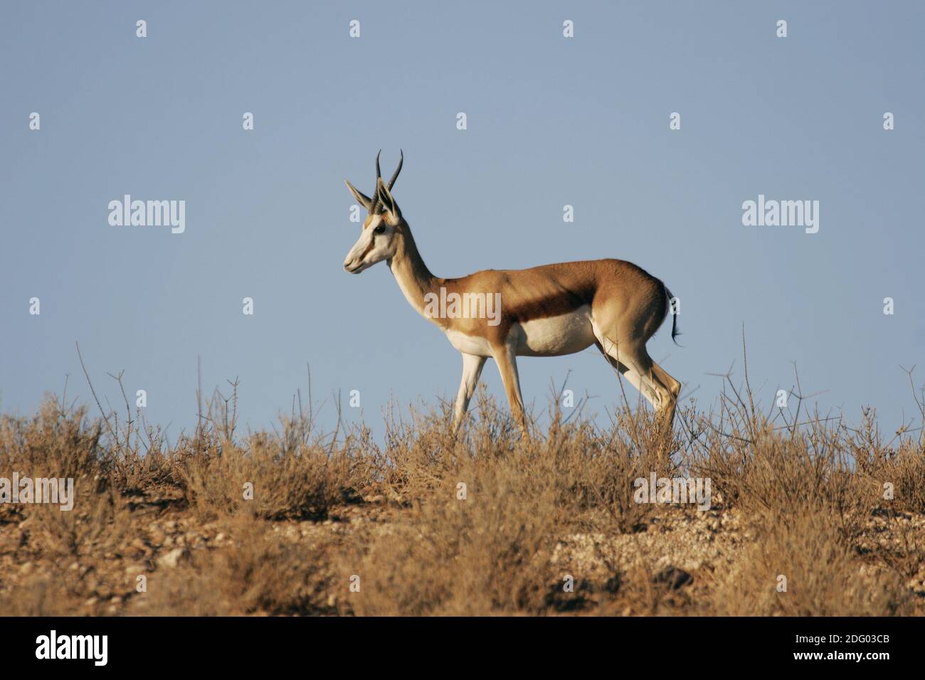African springbok hi-res stock photography and images - Alamy