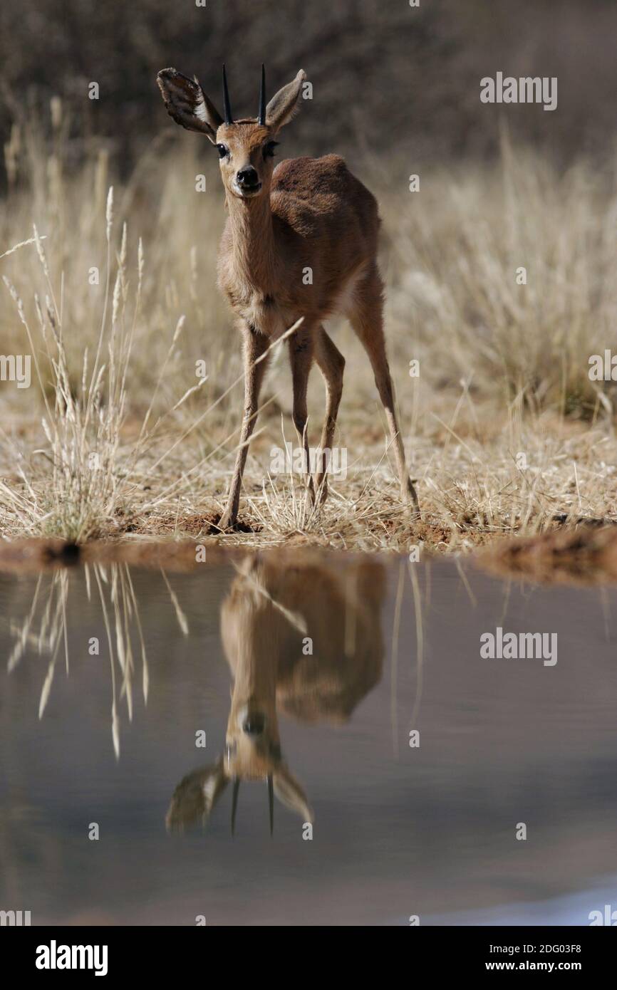 African steenboks hi-res stock photography and images - Alamy