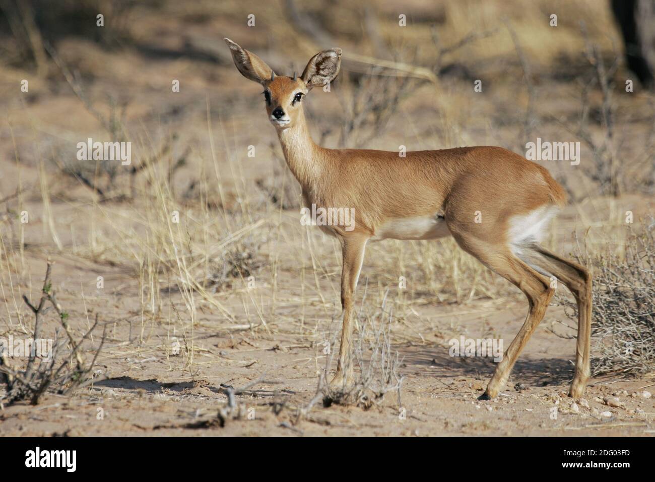 African Steenboks High Resolution Stock Photography and Images - Alamy