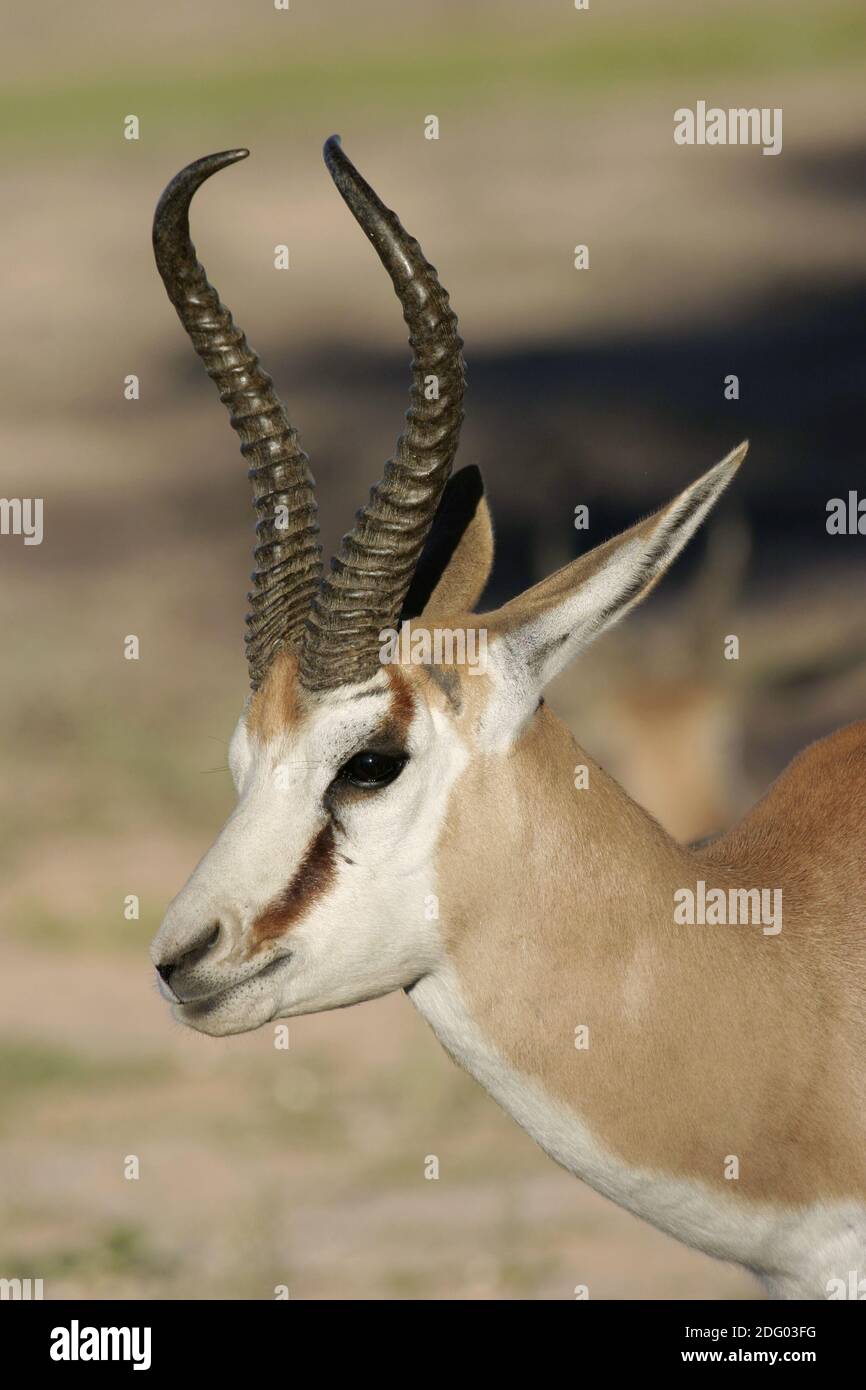 Springbok head hi-res stock photography and images - Alamy