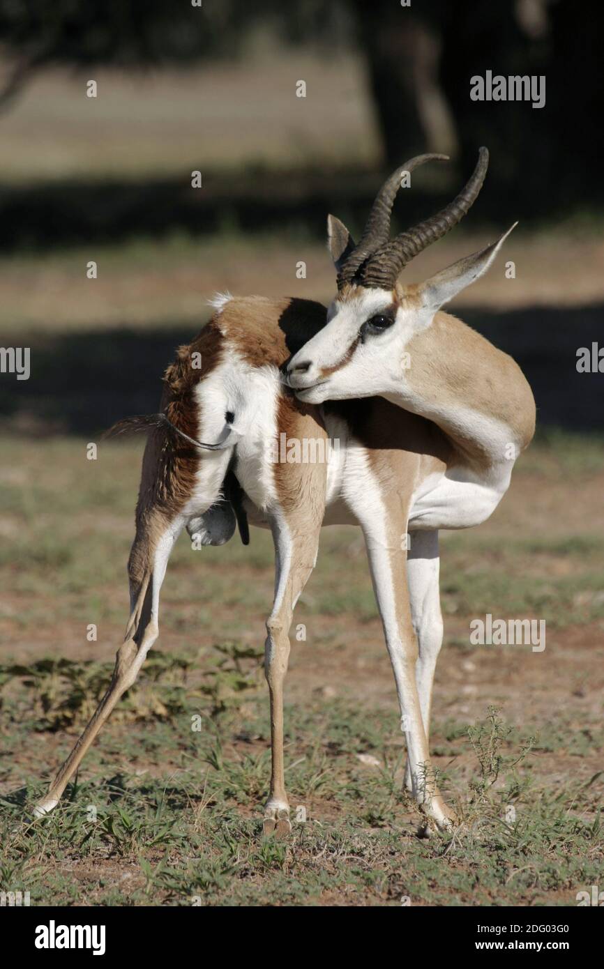 Springbok animals hi-res stock photography and images - Alamy