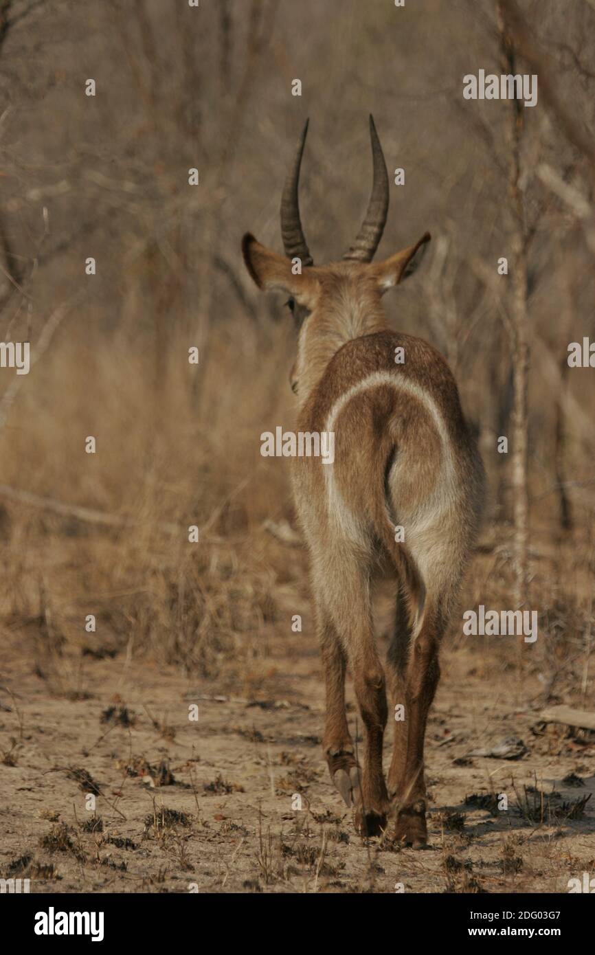 Waterbuck in South Africa Stock Photo - Alamy