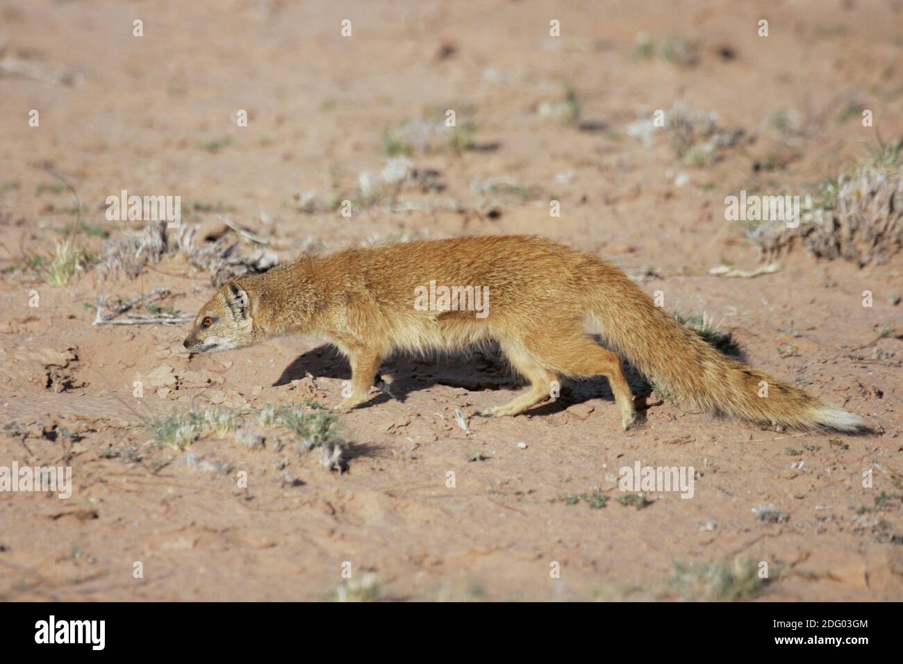 South african mongoose hi-res stock photography and images - Alamy
