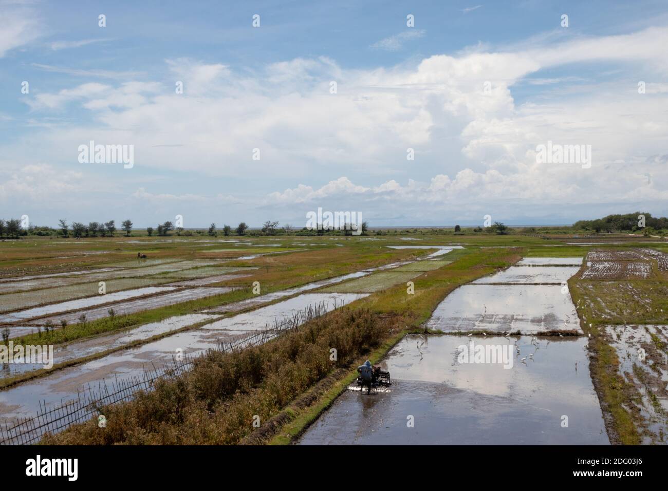 A stretch of rice field with a clear sky Stock Photo - Alamy
