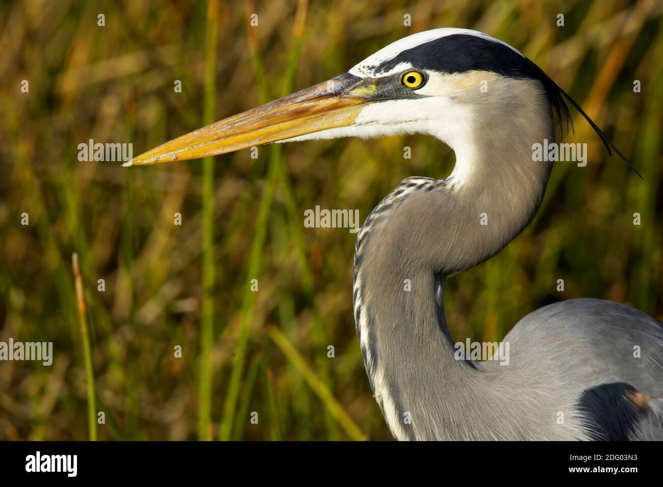South american herons hi-res stock photography and images - Alamy