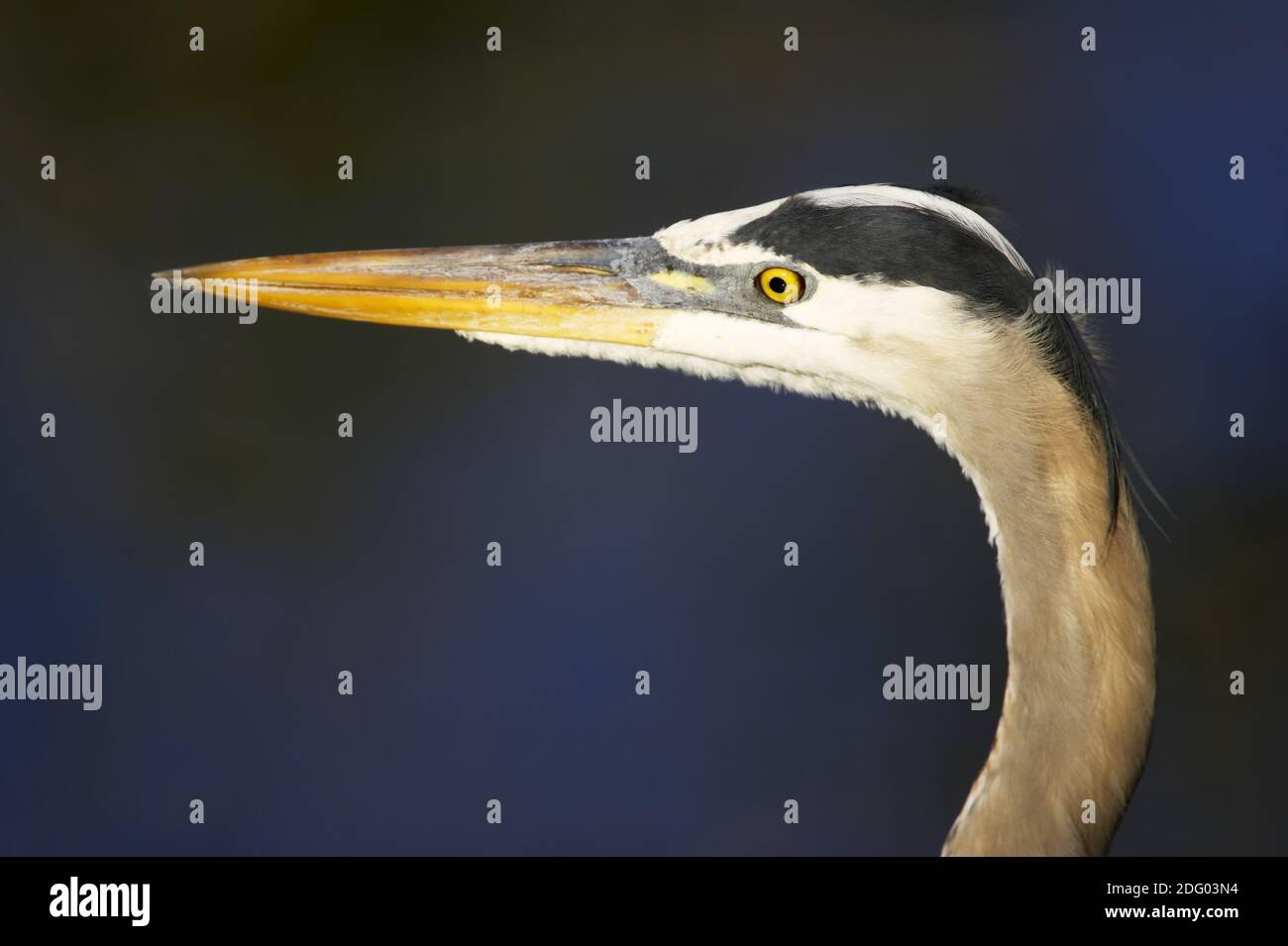 Birds of south florida hi-res stock photography and images - Alamy