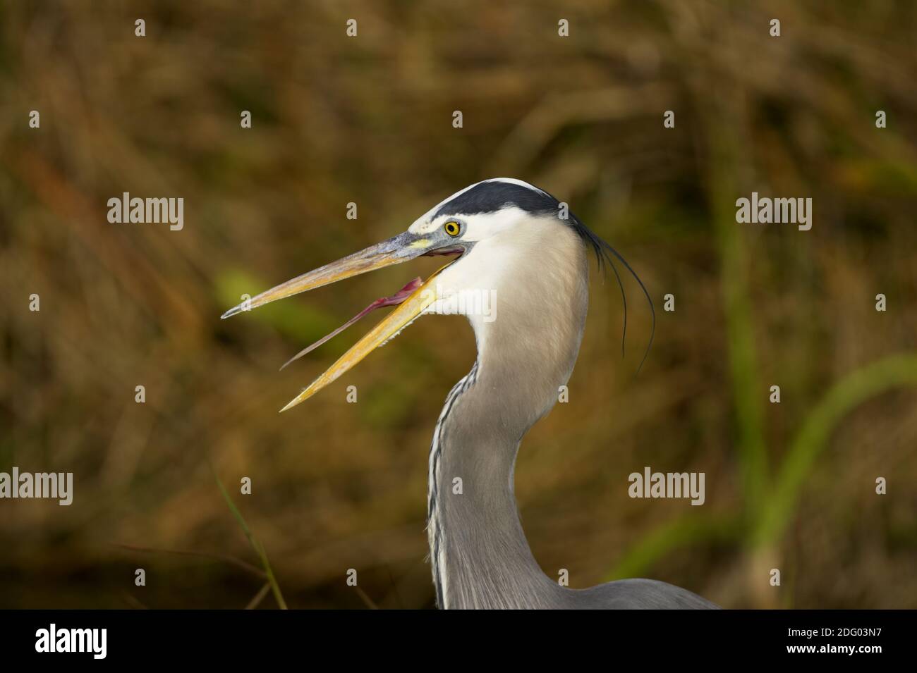 South american herons hi-res stock photography and images - Alamy