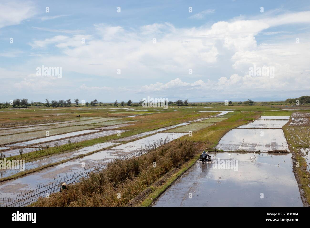 A stretch of rice field with a clear sky Stock Photo - Alamy