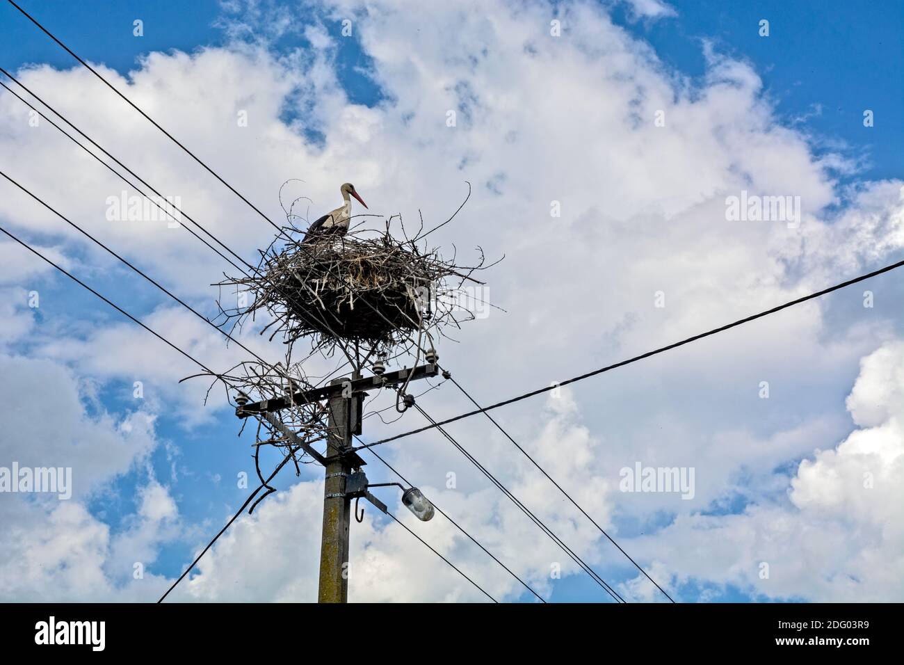 Stork above the pillars of the electric light and power conductors ...