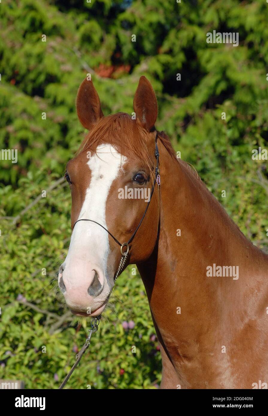 German riding horse, German Riding Horse Stock Photo - Alamy