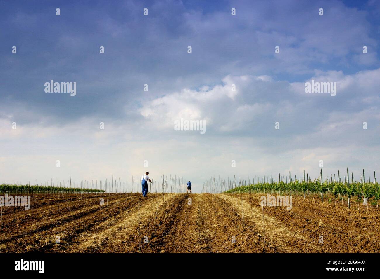 Creating a vineyard Stock Photo - Alamy