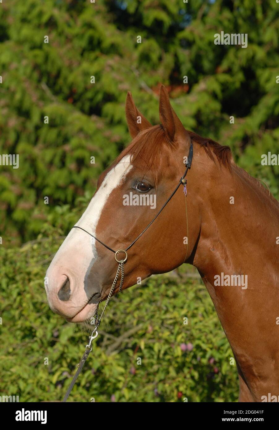 German Riding Horse Stock Photo - Alamy