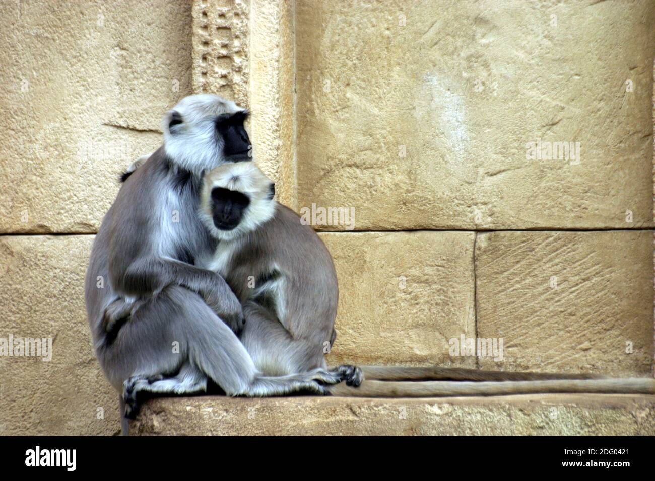 Holyffen - Hulman-Languren haumann-langur, hulam, graue langure, indian ...