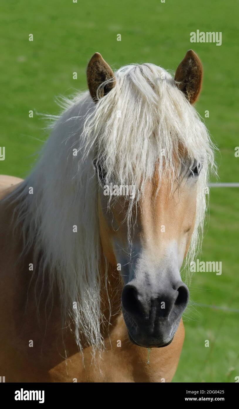 Caballos haflinger hi-res stock photography and images - Alamy