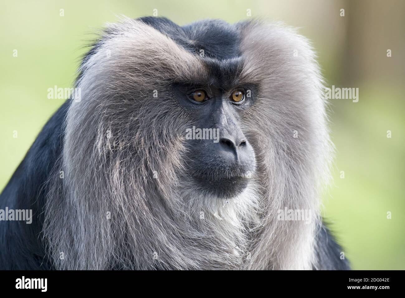 Lion tailed macaques hi-res stock photography and images - Alamy