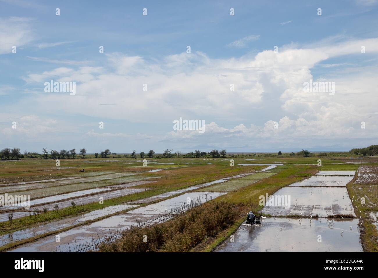 A stretch of rice field with a clear sky Stock Photo - Alamy