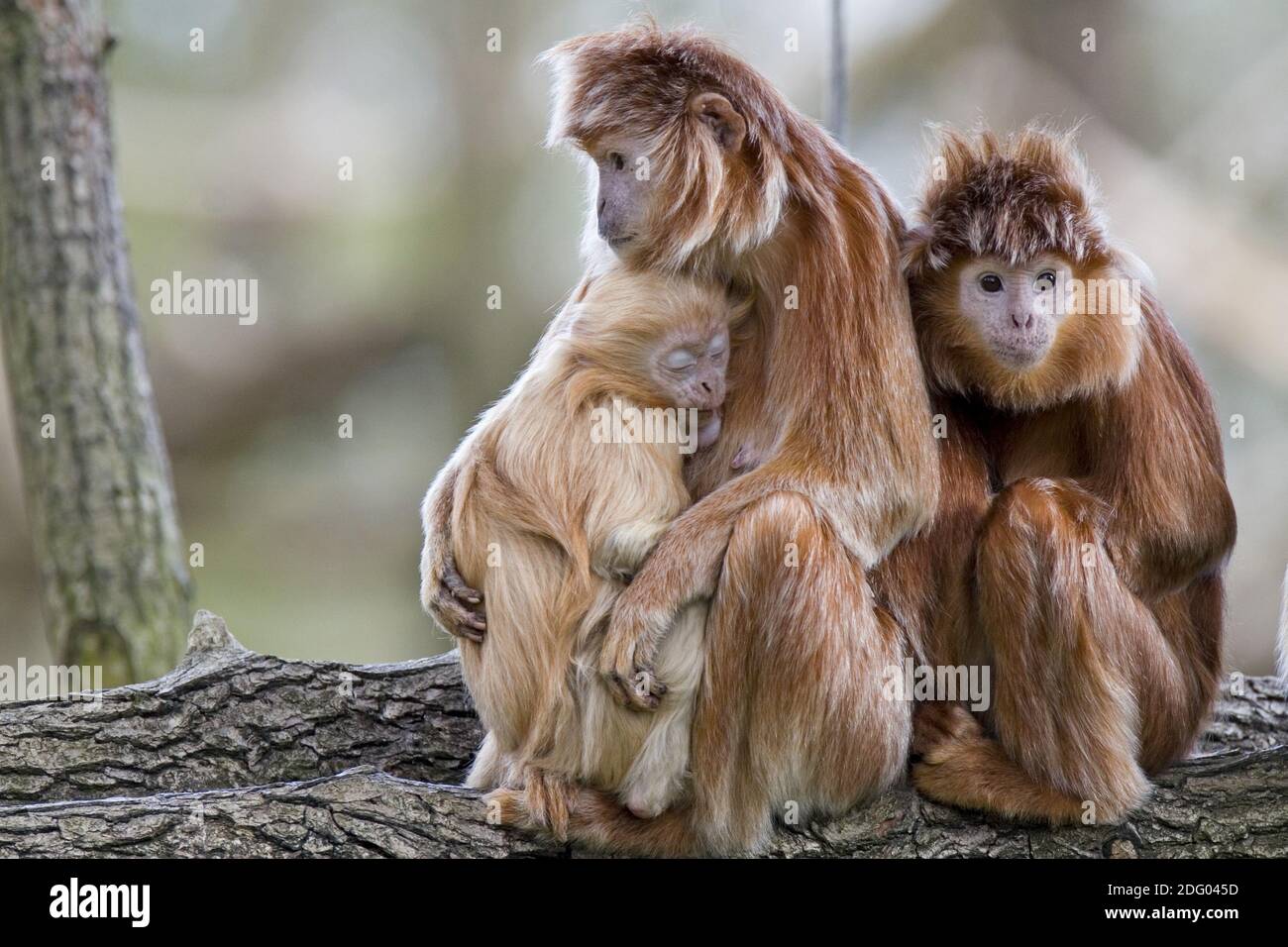 Java-langur, presbytis comata, javan surili Stock Photo - Alamy
