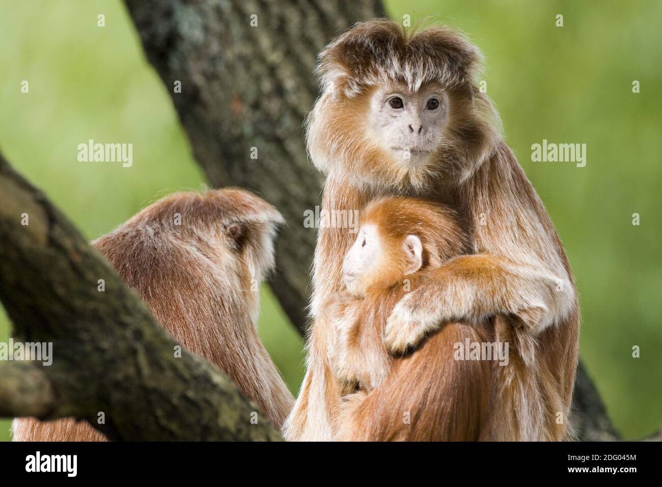 Java-langur, presbytis comata, javan surili Stock Photo - Alamy