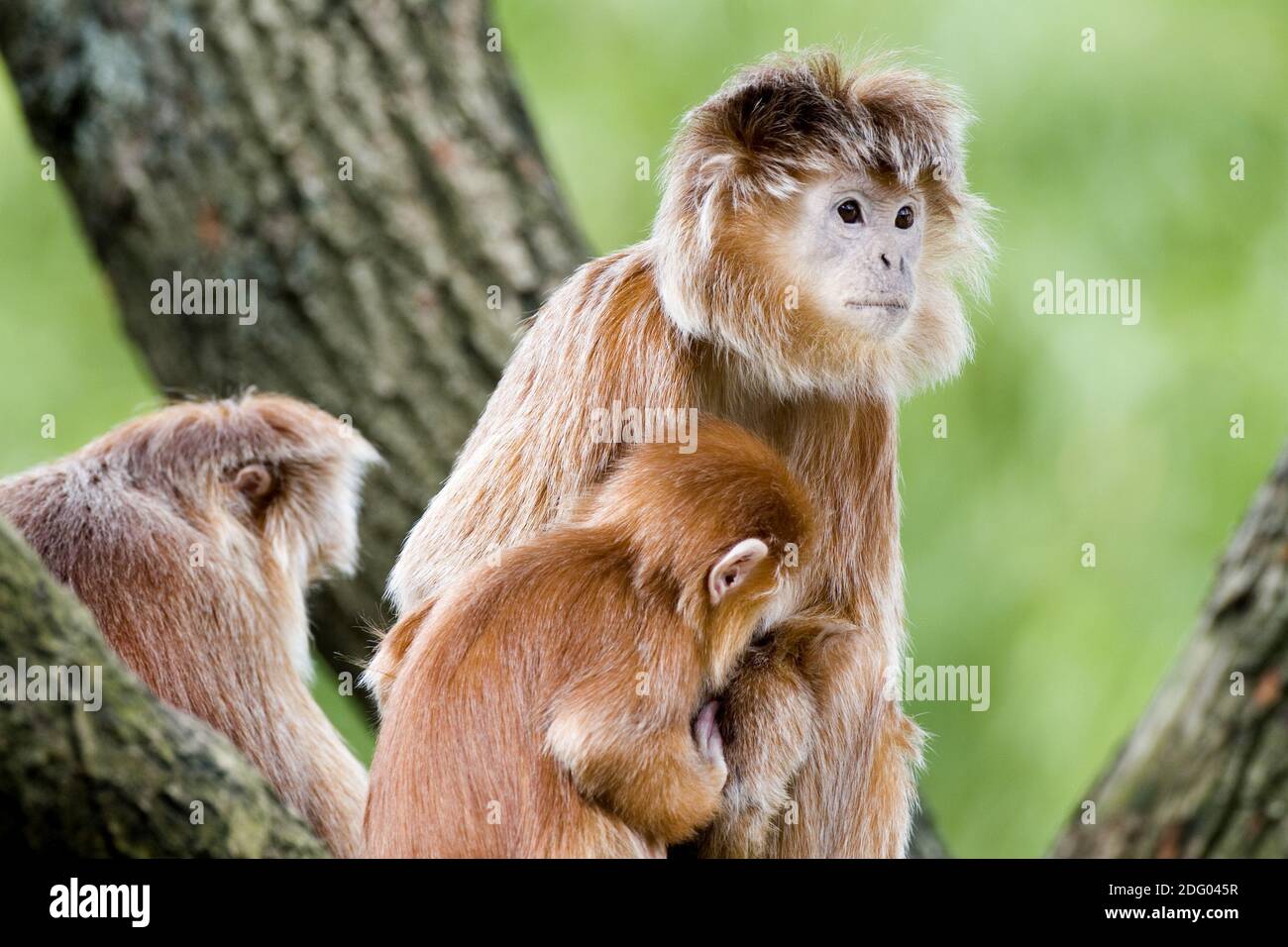 Comata hi-res stock photography and images - Alamy