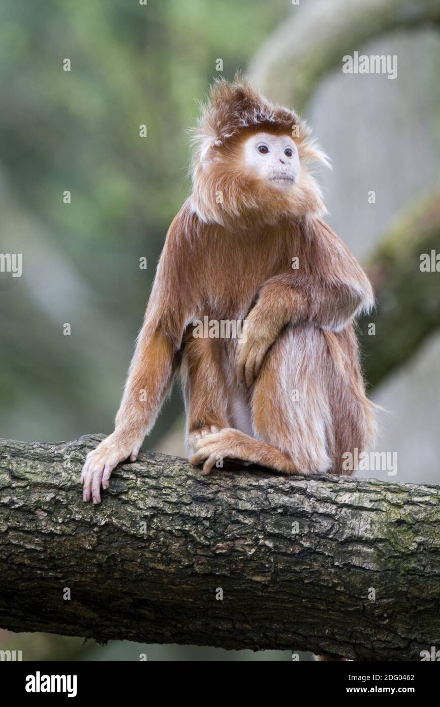 Presbytis comata hi-res stock photography and images - Alamy