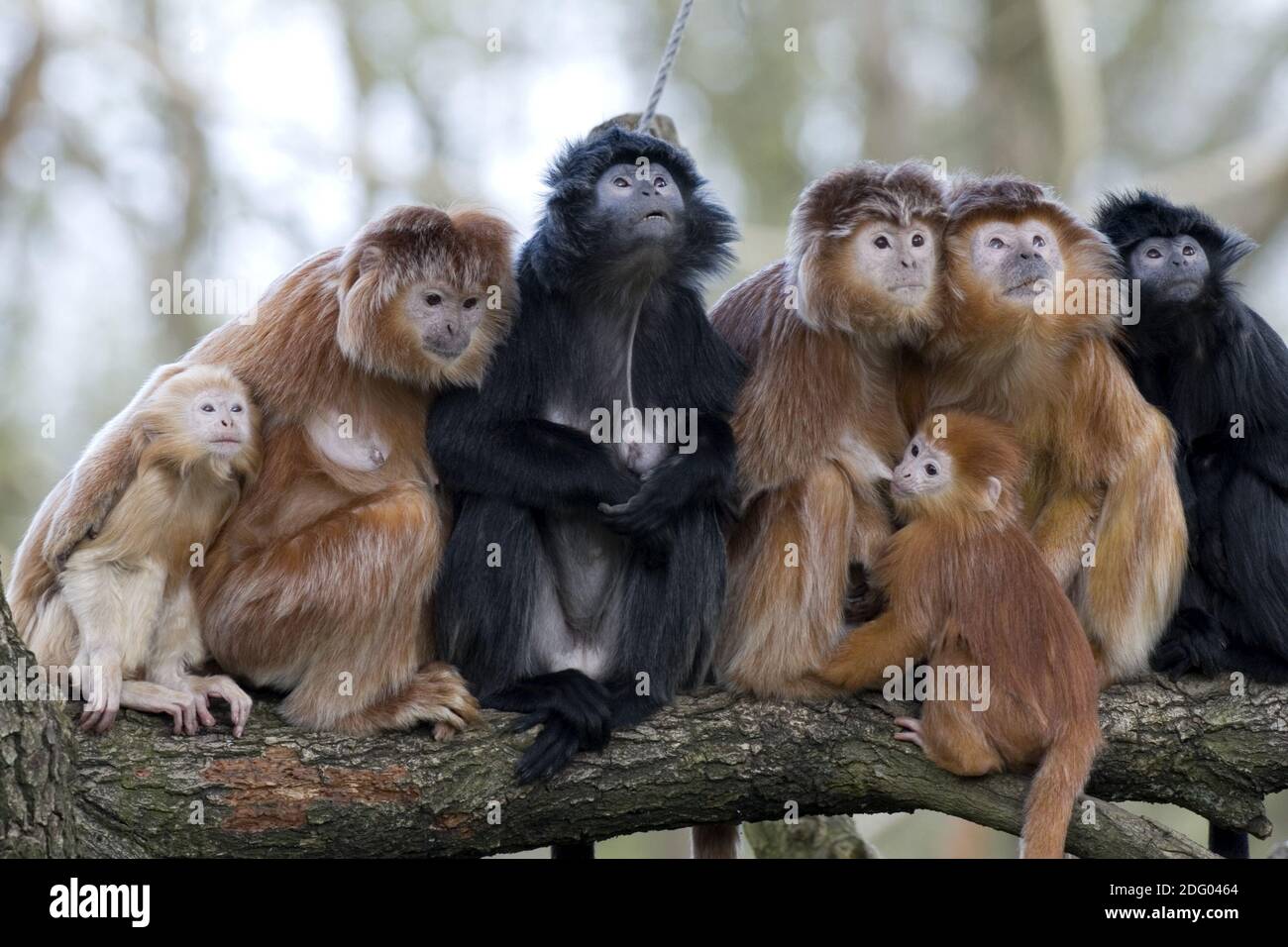 Java-langur, presbytis comata, javan surili Stock Photo - Alamy