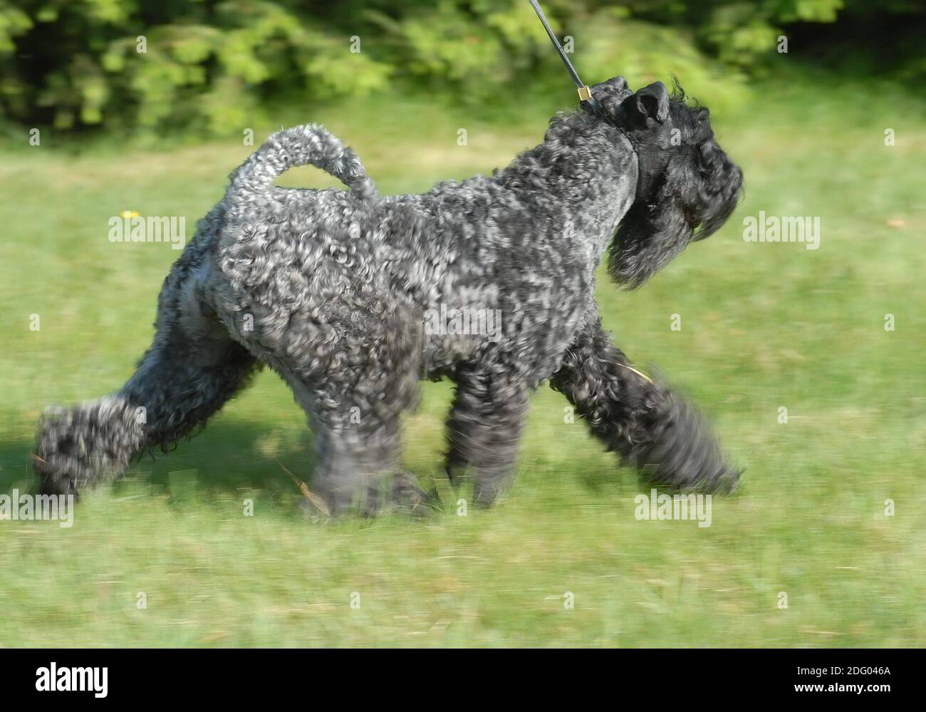 Irish mammals hi-res stock photography and images - Alamy