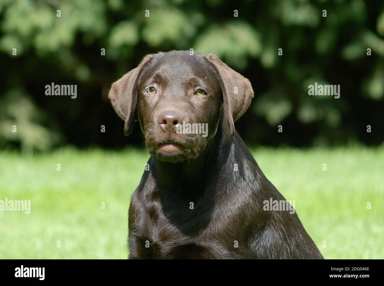 Chiens labrador hi-res stock photography and images - Alamy