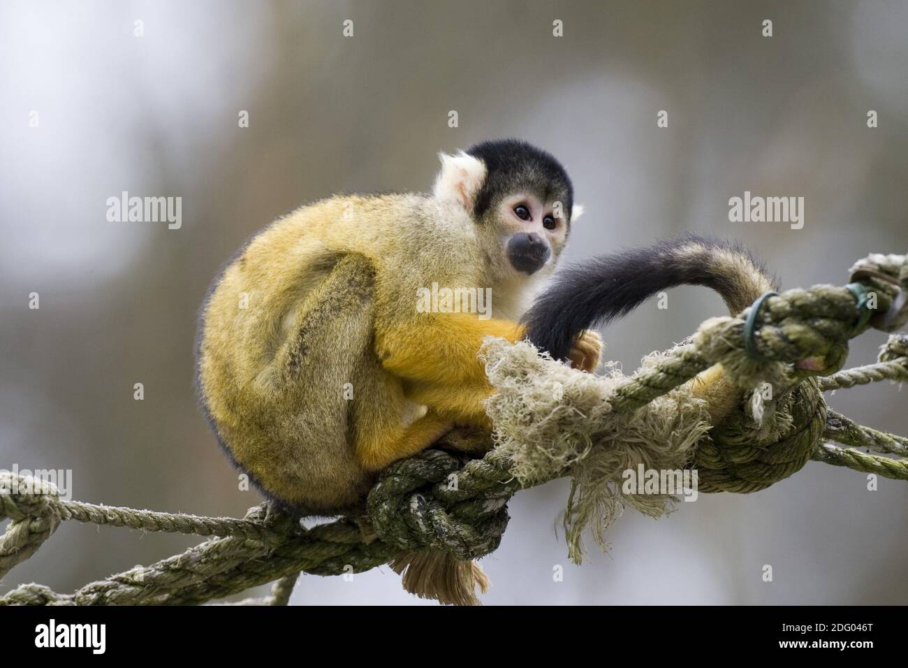 Singe monkey hi-res stock photography and images - Alamy