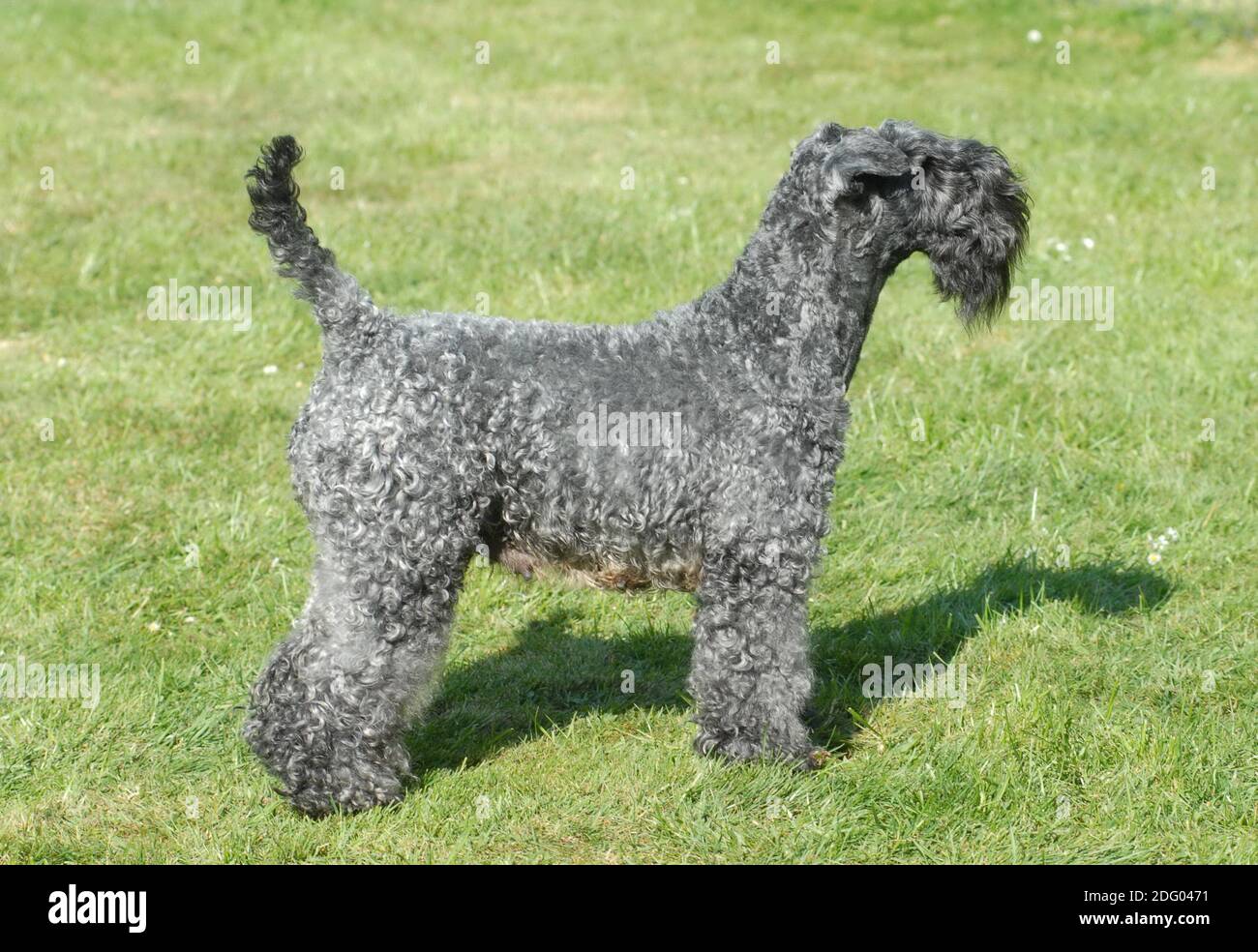 Irish kerry hi-res stock photography and images - Alamy