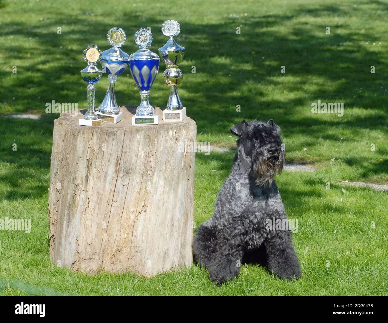 Irish terrier hi-res stock photography and images - Alamy