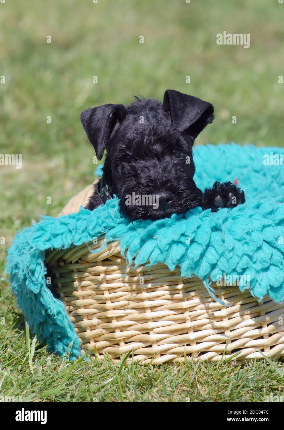Kerry blue terrier puppy hi-res stock photography and images - Alamy