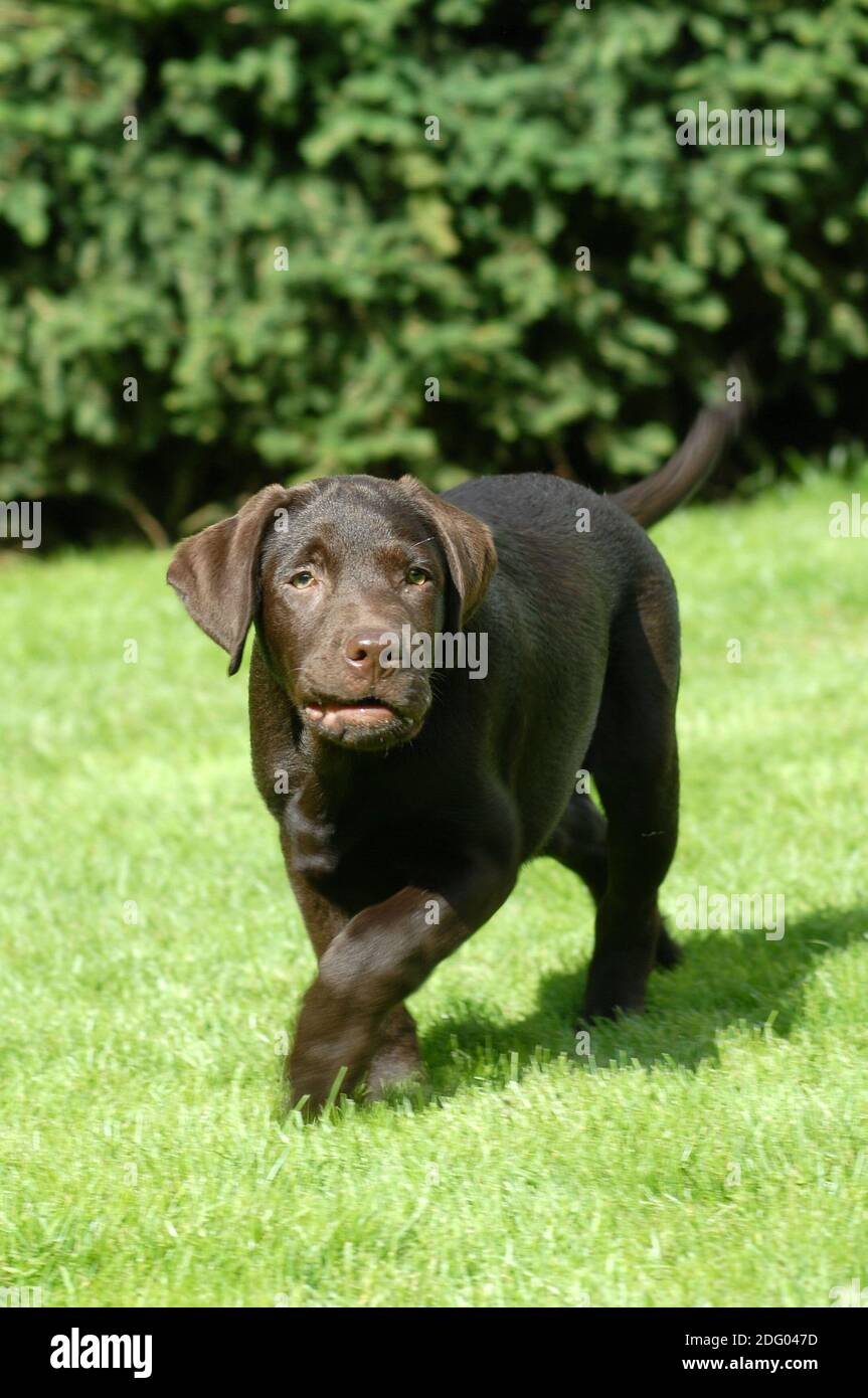 Labrador perro hi-res stock photography and images - Alamy