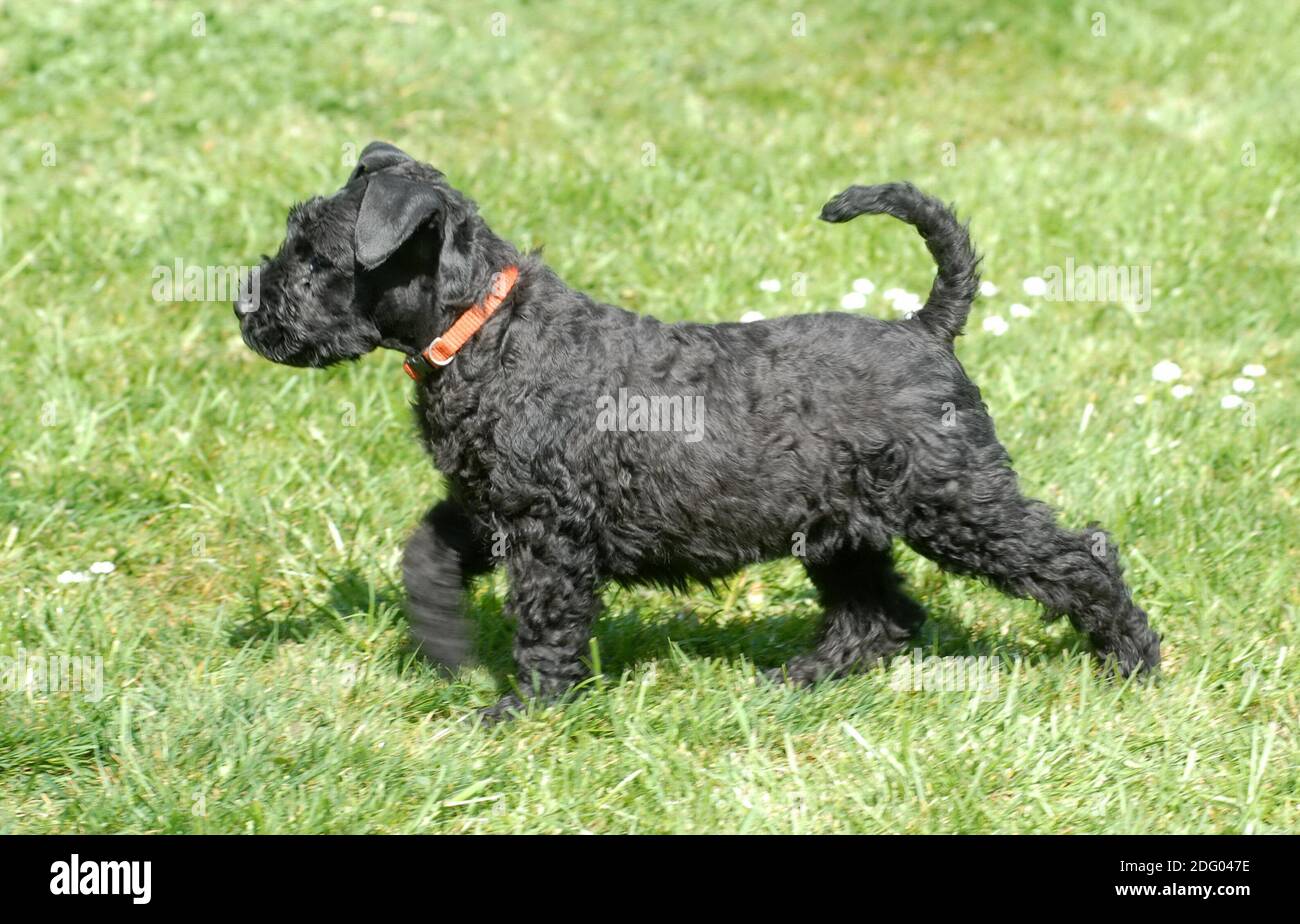 Kerry blue terrier puppy hi-res stock photography and images - Alamy