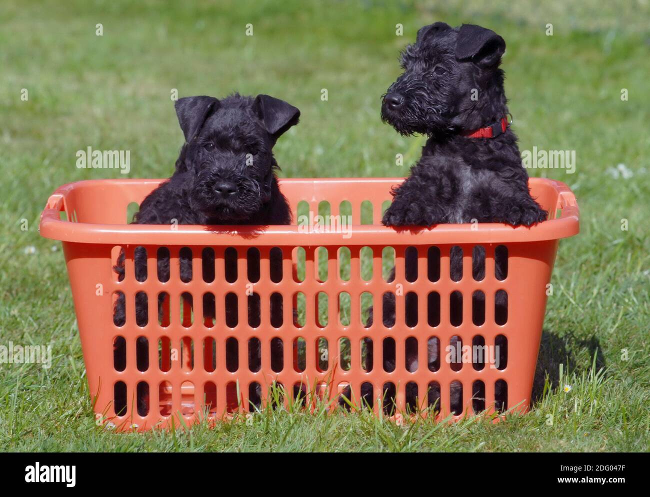 Kerry blue terrier puppy hi-res stock photography and images - Alamy