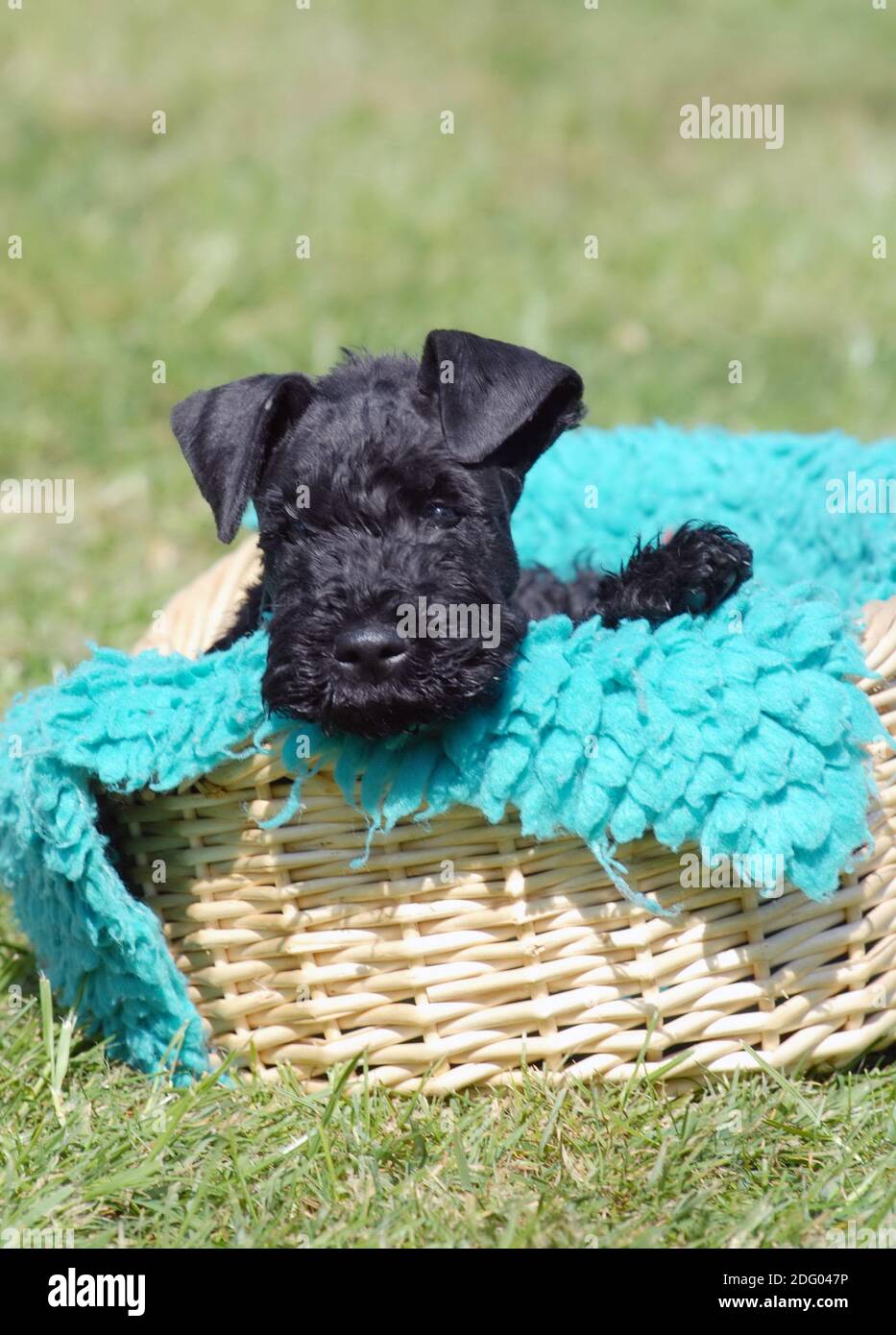 Kerry Blue Terrier, Irish Blue Terrier Stock Photo - Alamy